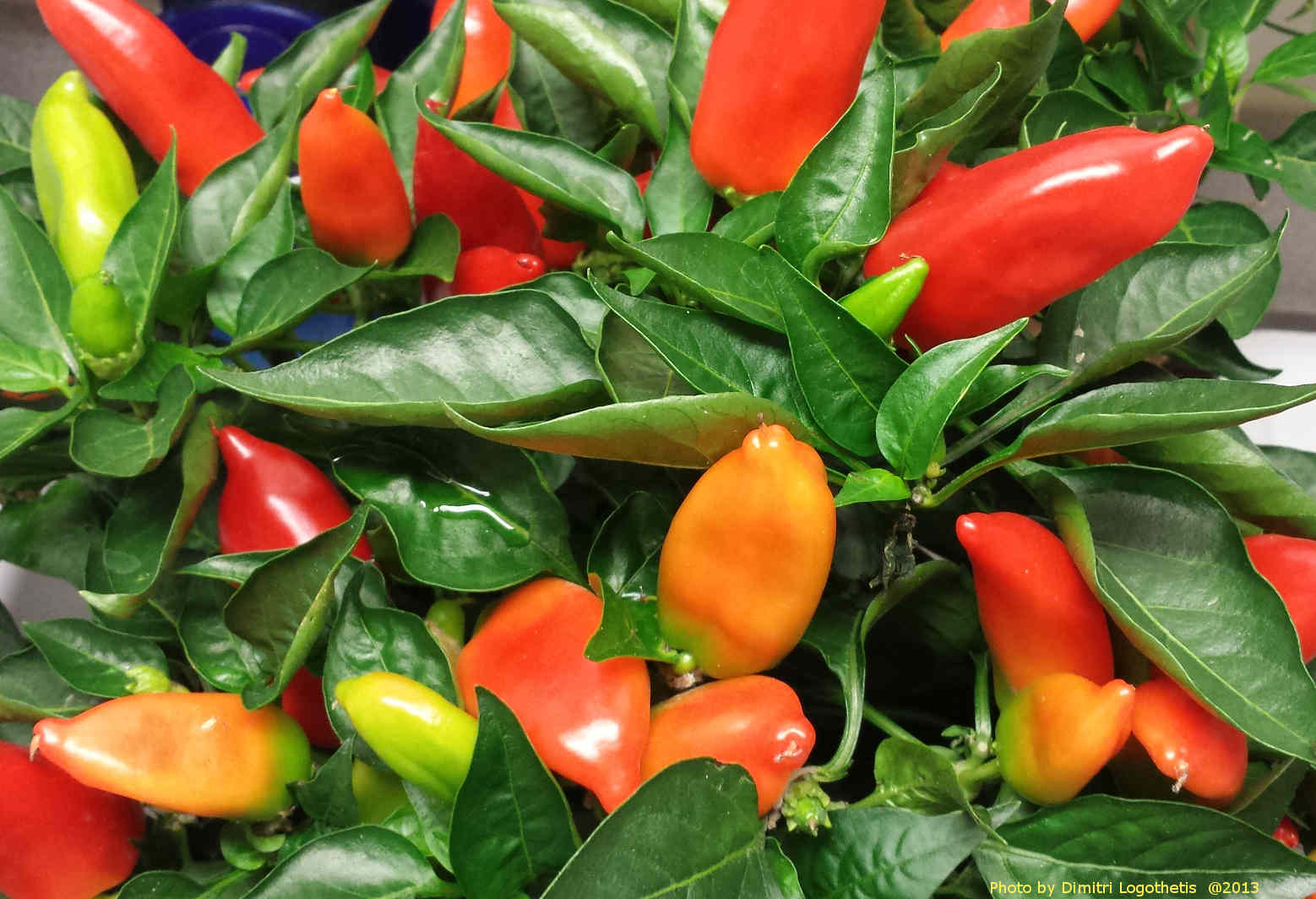 Dimitri Logothetis – Photography – Spots